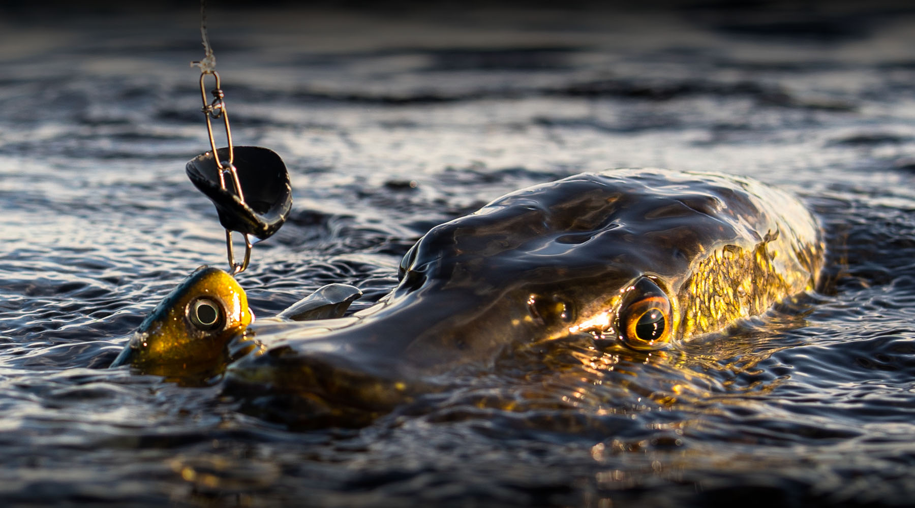 HEADBANGER LURES - Fishing Lure Innovation Designed in Sweden